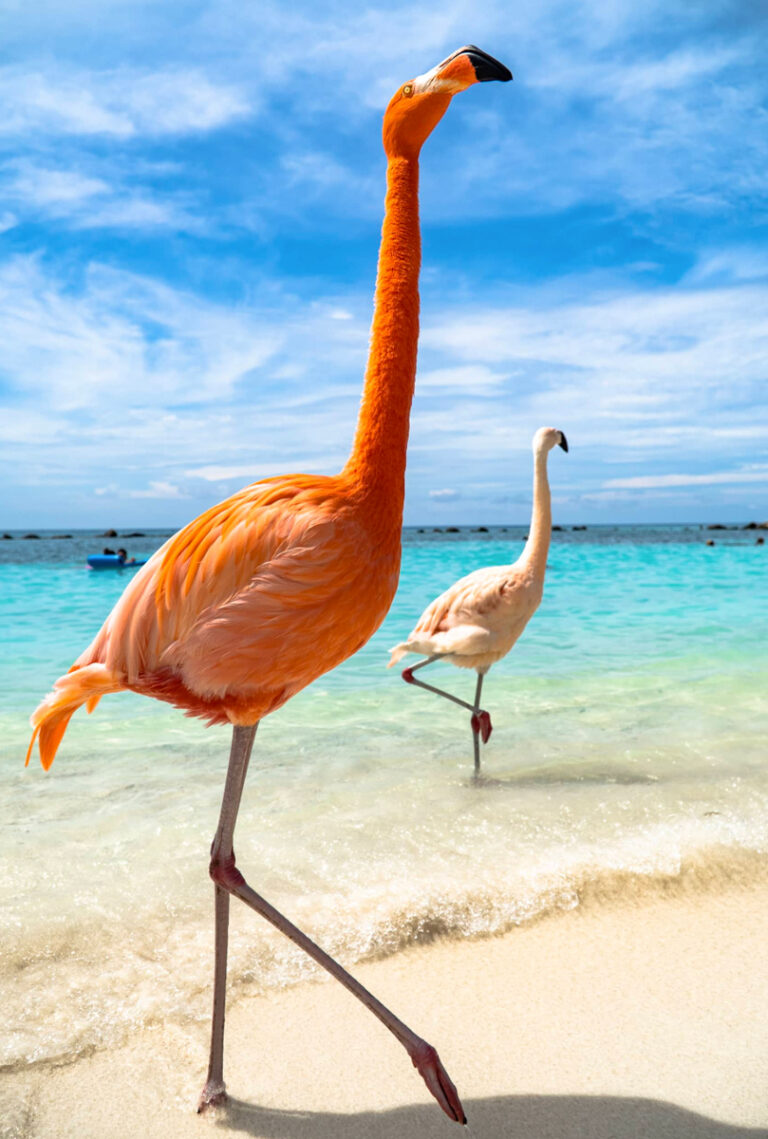 Escape To The ABC Islands With Cheap Caribbean: The Ultimate Getaway