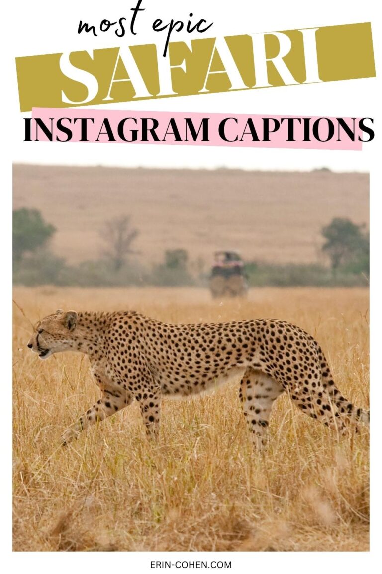 170+ Safari Captions: Roar Into Adventure For Your Instagram Posts ...
