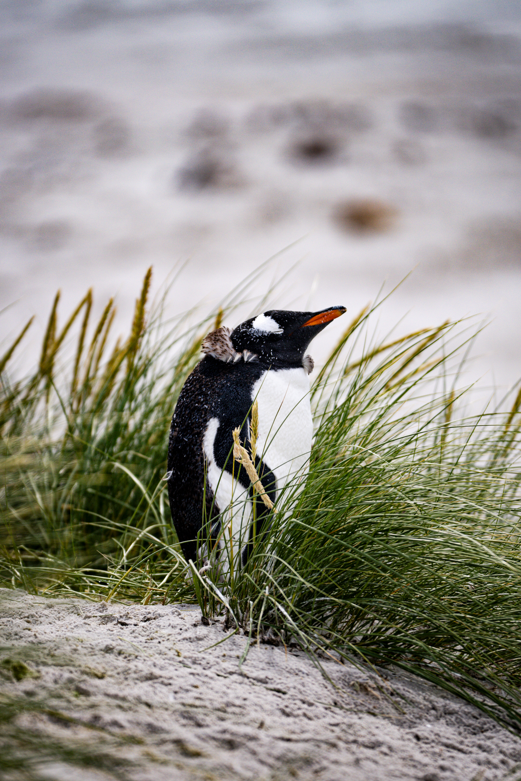 Visiting Antarctica With Azamara Voyages: A Chilling Adventure - Erin Cohen